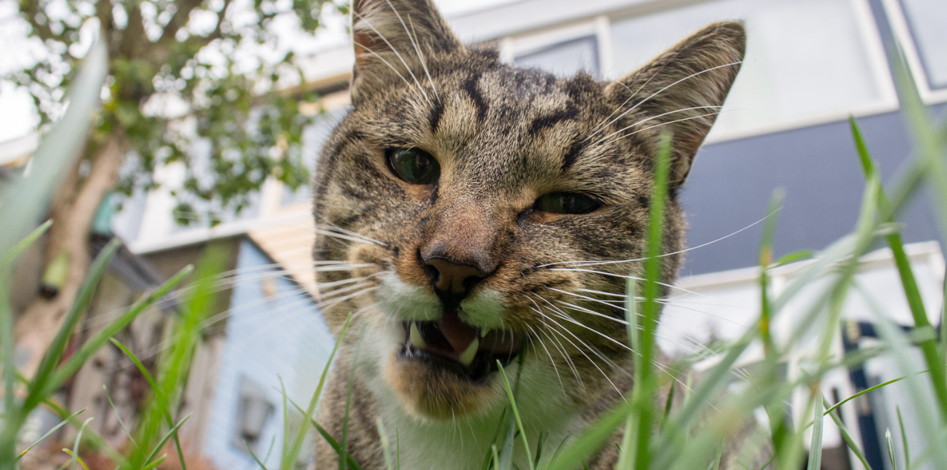 Waarom eet mijn kat gras?
