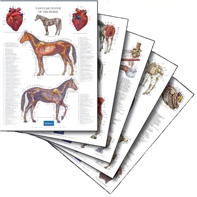 Anatomische Posterset Paard 5 stuks compleet